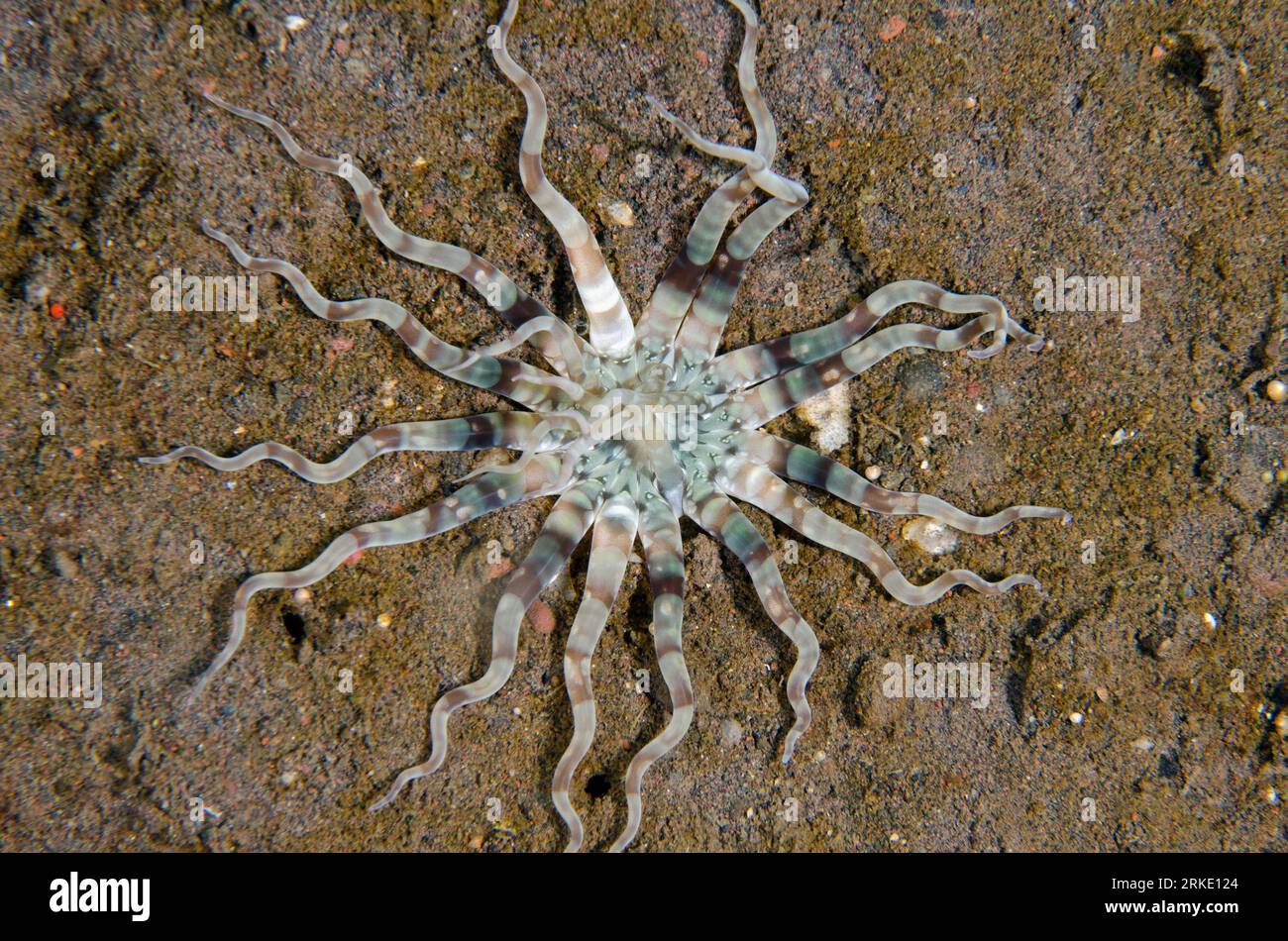 Common Worm Anemone, Edwardsianthus gilbertensis, Dropoff dive site ...