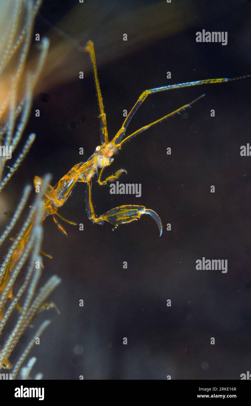 Golden-lined Skeleton Shrimp, Protella sp, on Hydroid, Hydrozoa Class ...