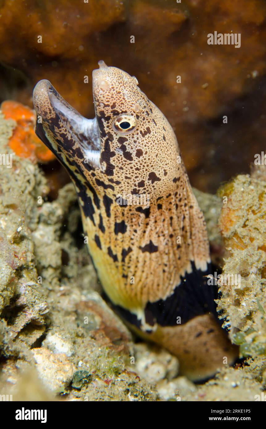 Banded Mud Moray Eel, Gymnothorax chlamydatus, in hole, Laha dive site ...