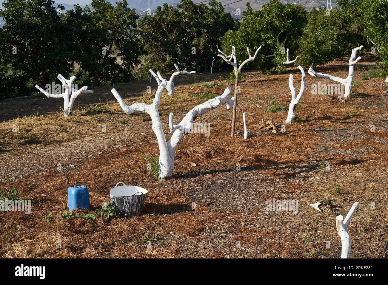 Cut mango from tree hi-res stock photography and images - Alamy