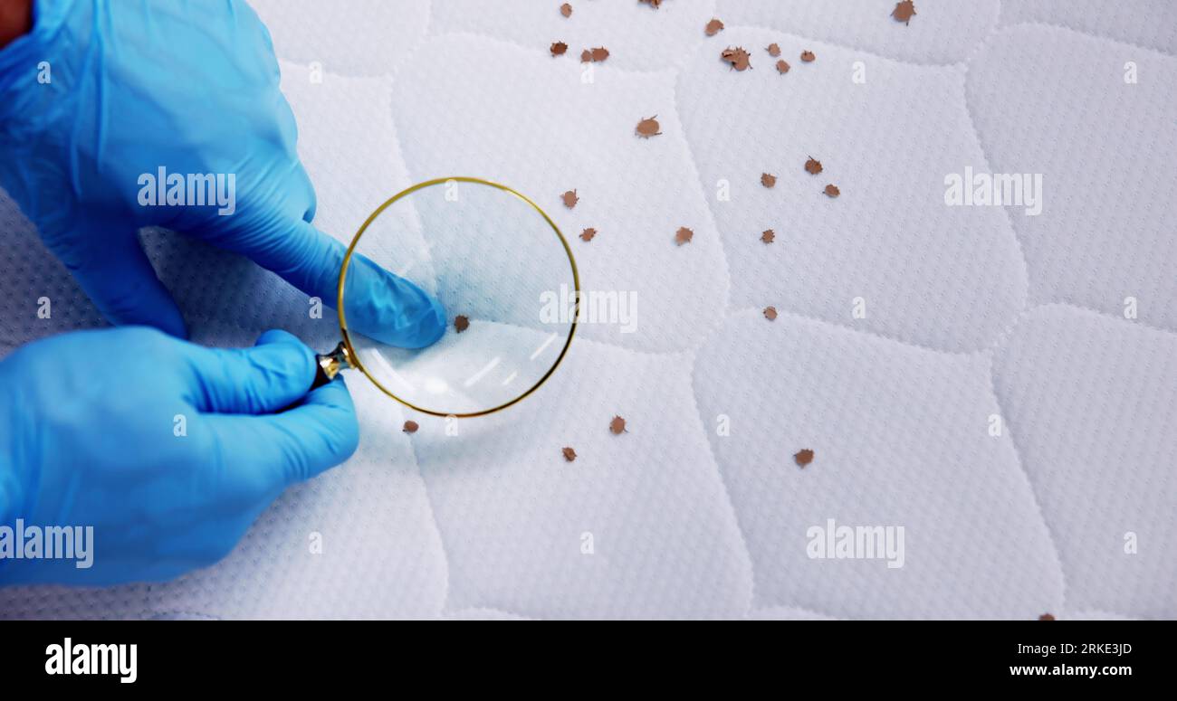 Hotel bed bugs hi-res stock photography and images - Alamy