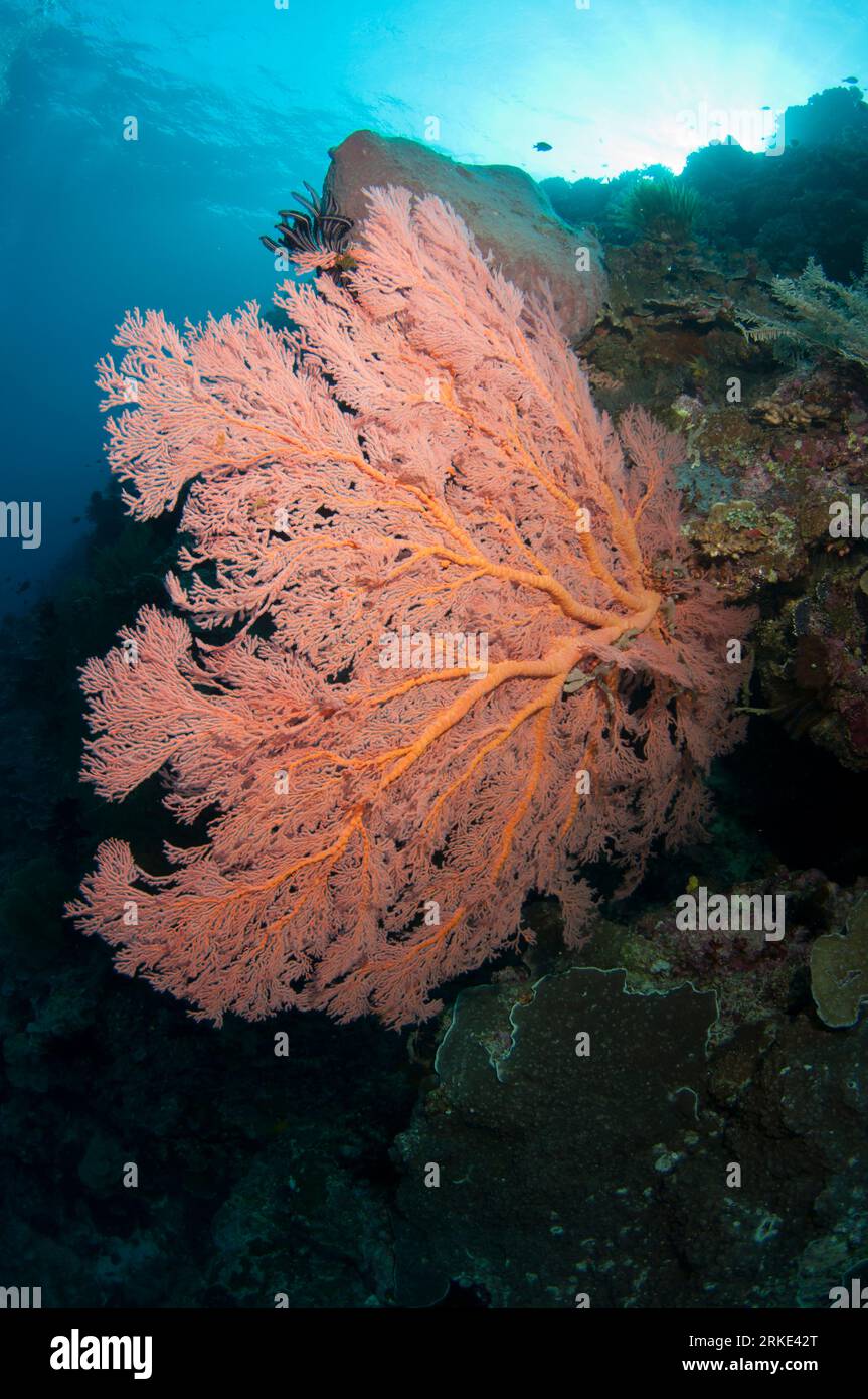 Sea Fan, Melithaea sp, with sun in background, Run Island dive site ...