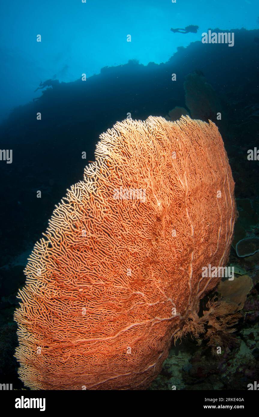 Gorgonian Fan, Annella mollis, with diver in background, Run Island ...