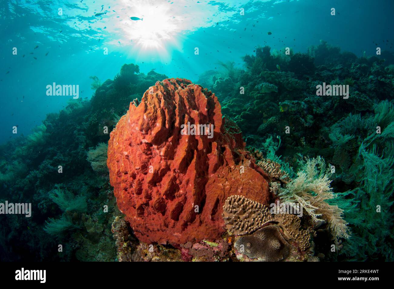 Barrel Sponge, Xestospongia testudinaria, with sun in background, Run ...