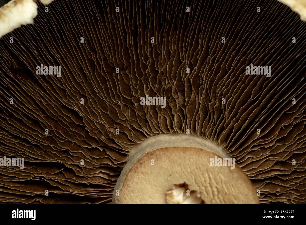 Micro close up of mushroom blades and cap Stock Photo - Alamy