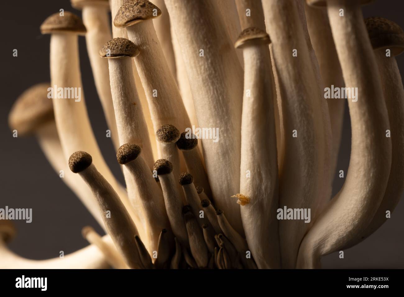 Micro close up of mushrooms with copy space on grey background Stock ...