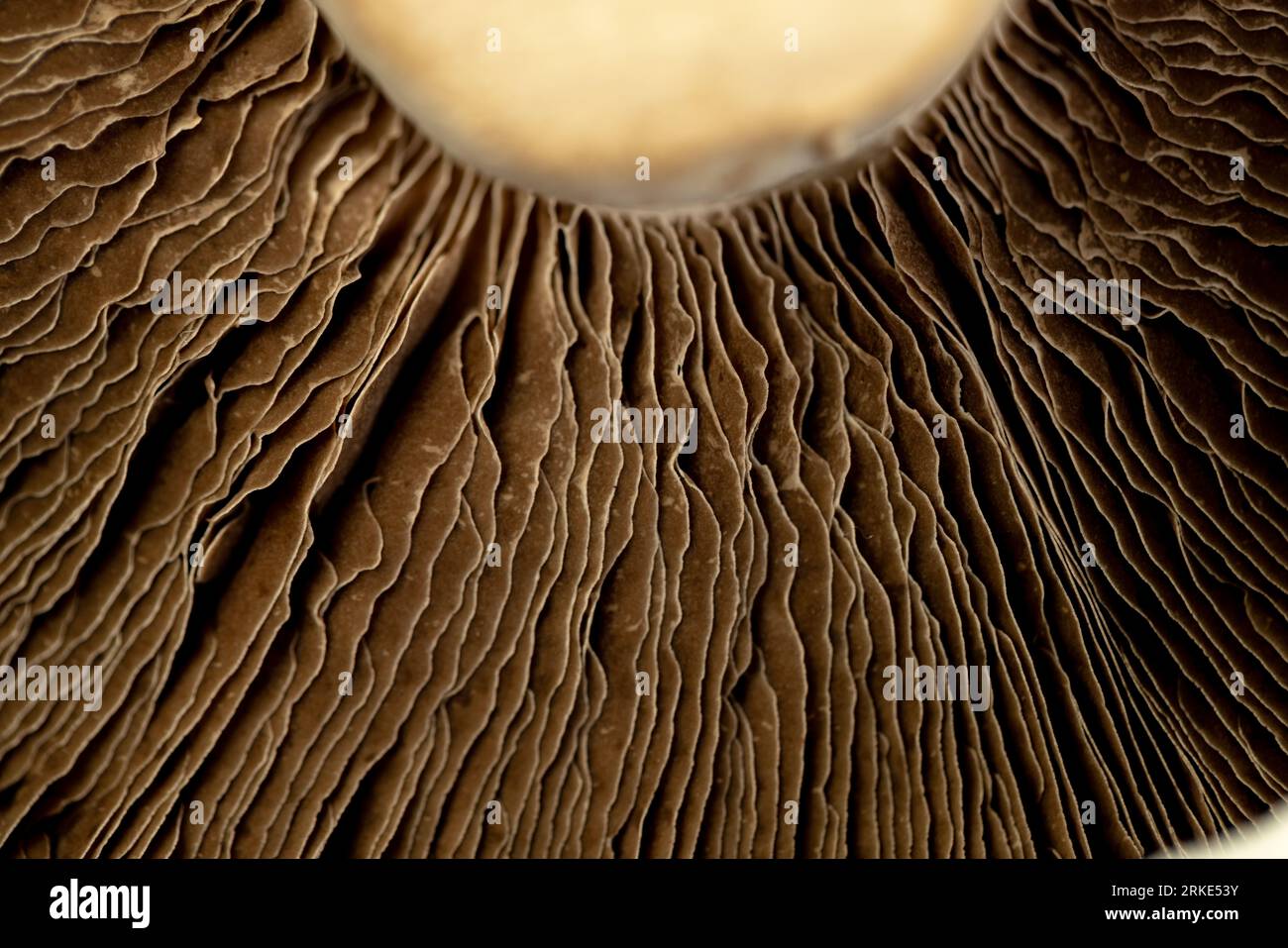 Micro close up of mushroom blades and cap Stock Photo - Alamy