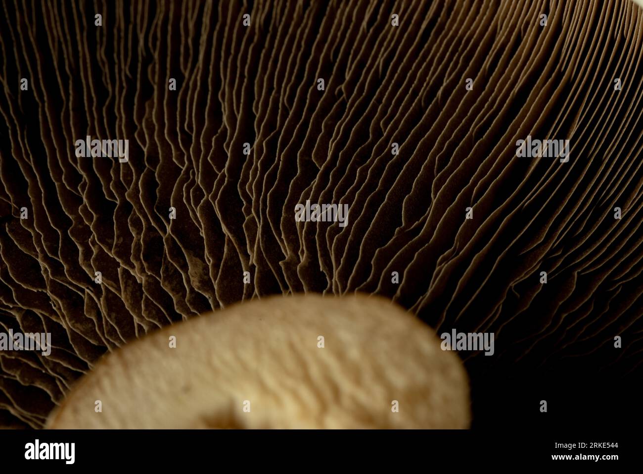 Micro close up of mushroom blades and cap Stock Photo - Alamy