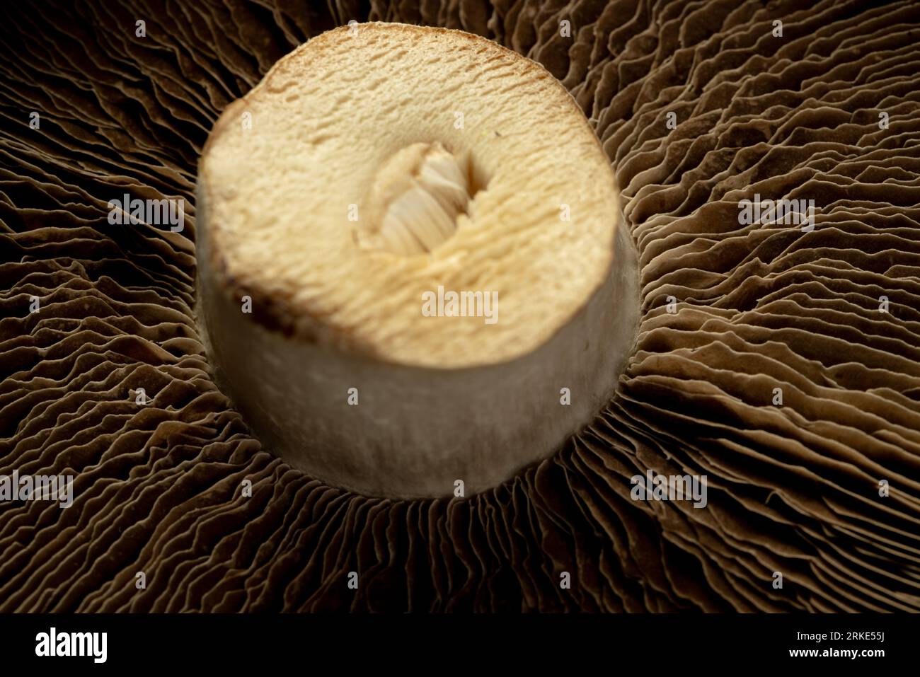 Micro close up of mushroom blades and cap Stock Photo - Alamy