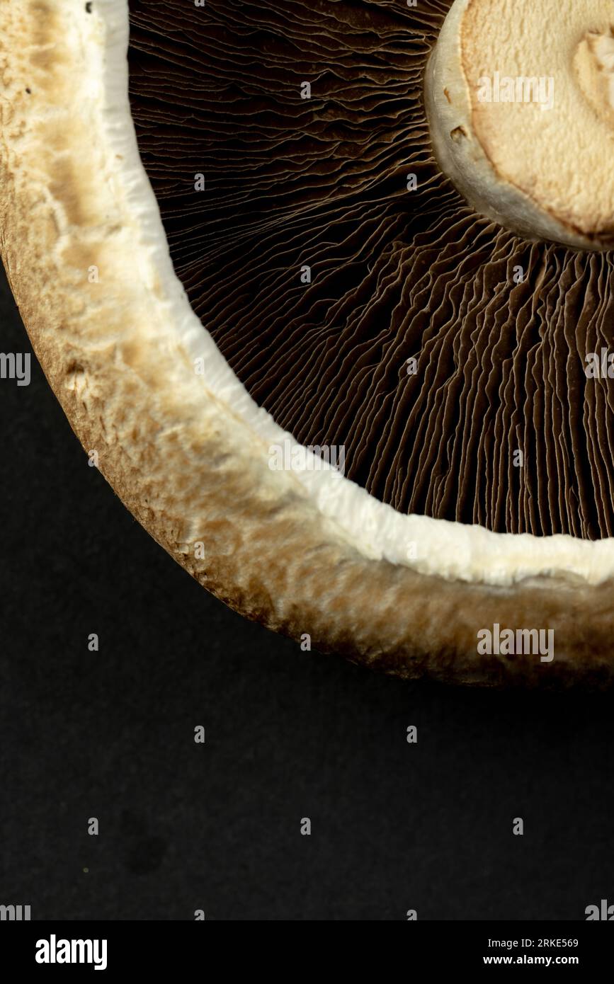 Micro close up of mushroom blades and cap Stock Photo - Alamy