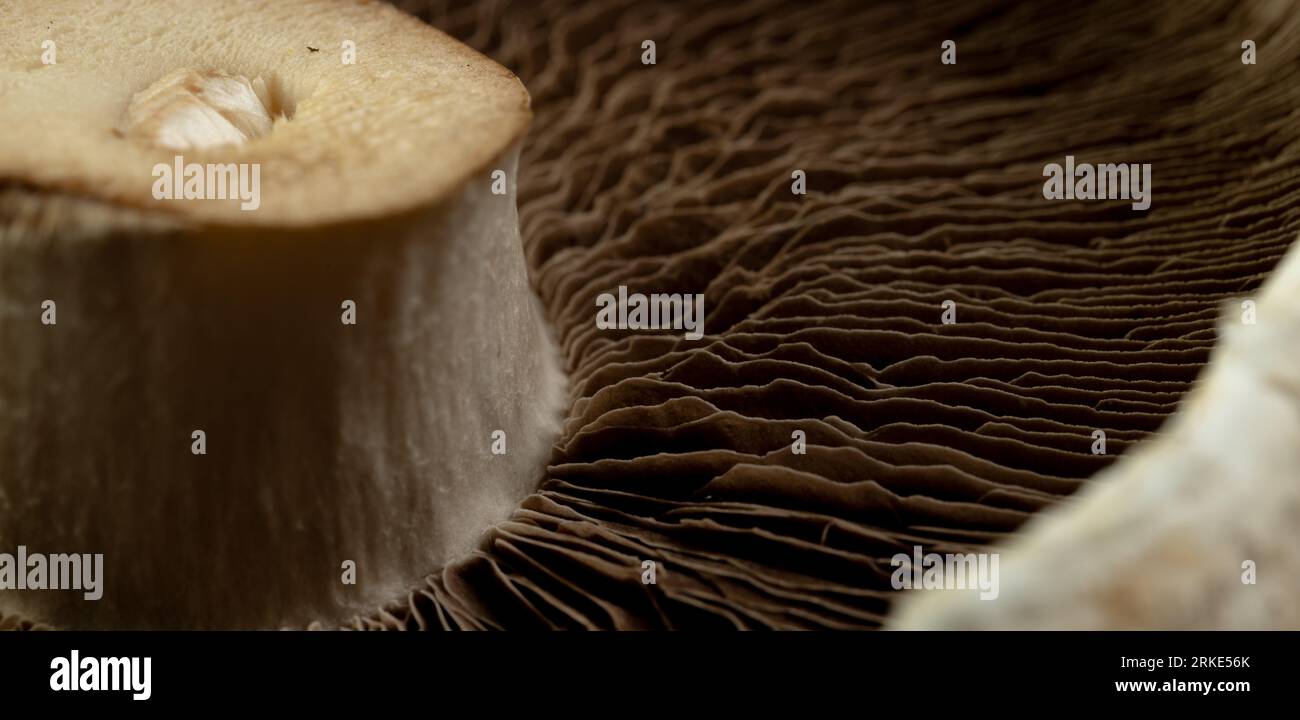 Micro close up of mushroom blades and cap Stock Photo - Alamy