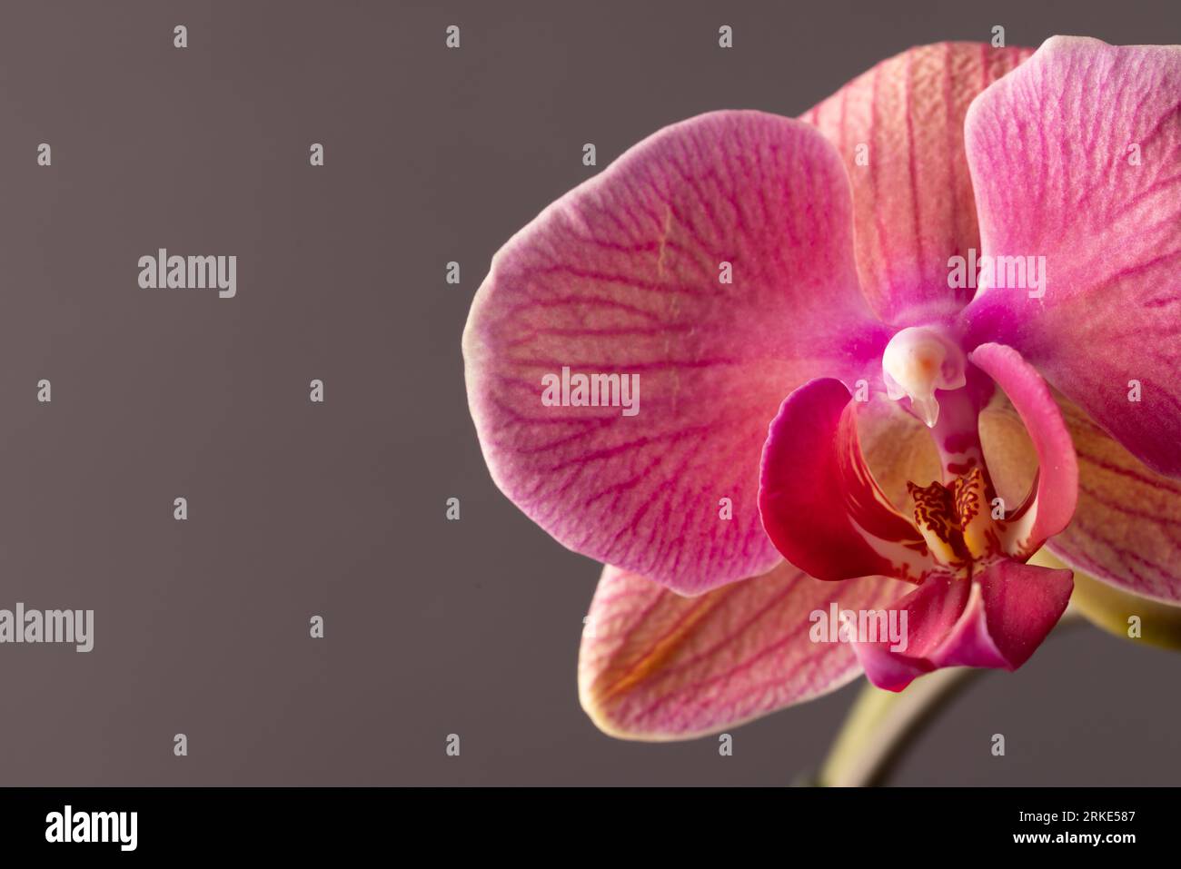 Micro close up of pink orchid flower with copy space on grey background ...