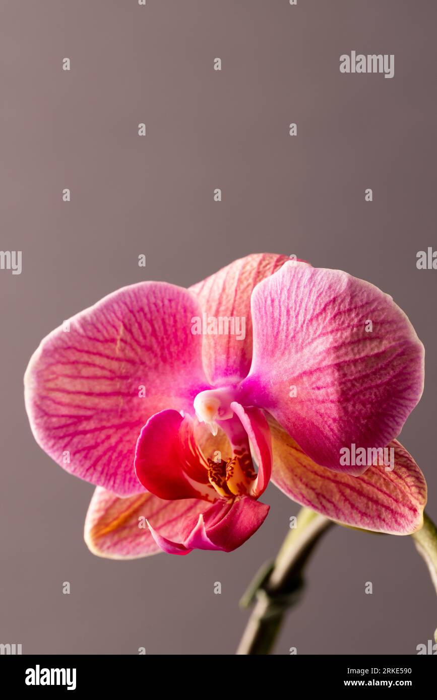 Micro close up of pink orchid flower with copy space on grey background ...