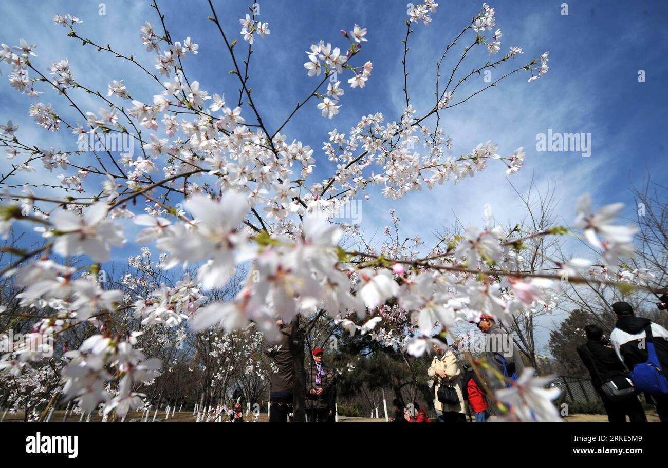 Tourists admire cherry blossoms hi-res stock photography and images - Alamy