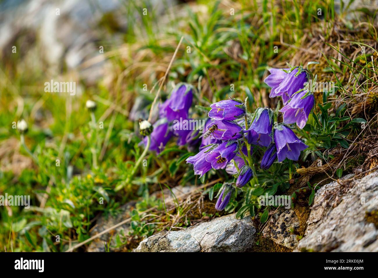A violet bell flower Stock Photo - Alamy