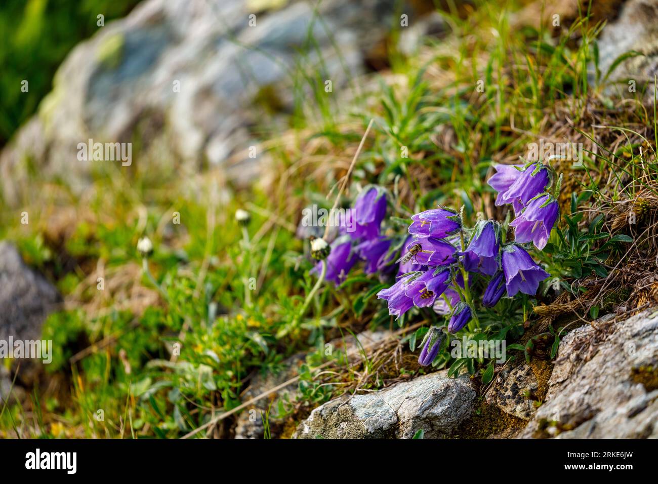 A violet bell flower Stock Photo - Alamy