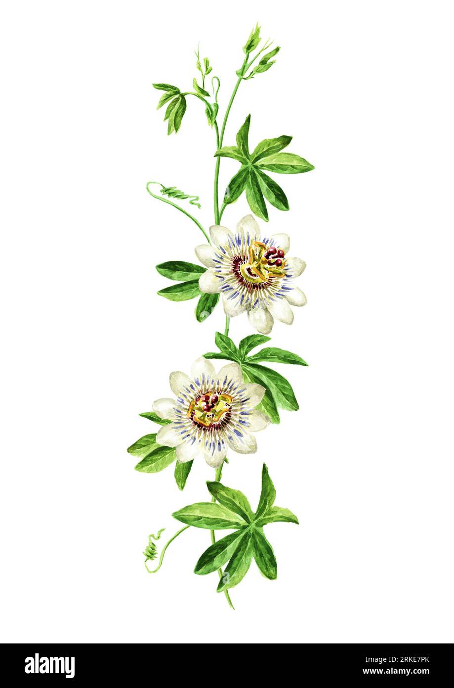 Passiflora Tropical climbing plant, Passion flower with leaves branch ...