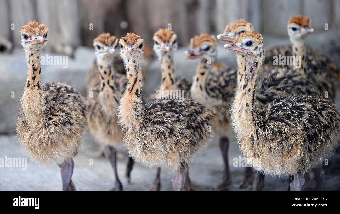 Maasai ostrich farm hi-res stock photography and images - Alamy