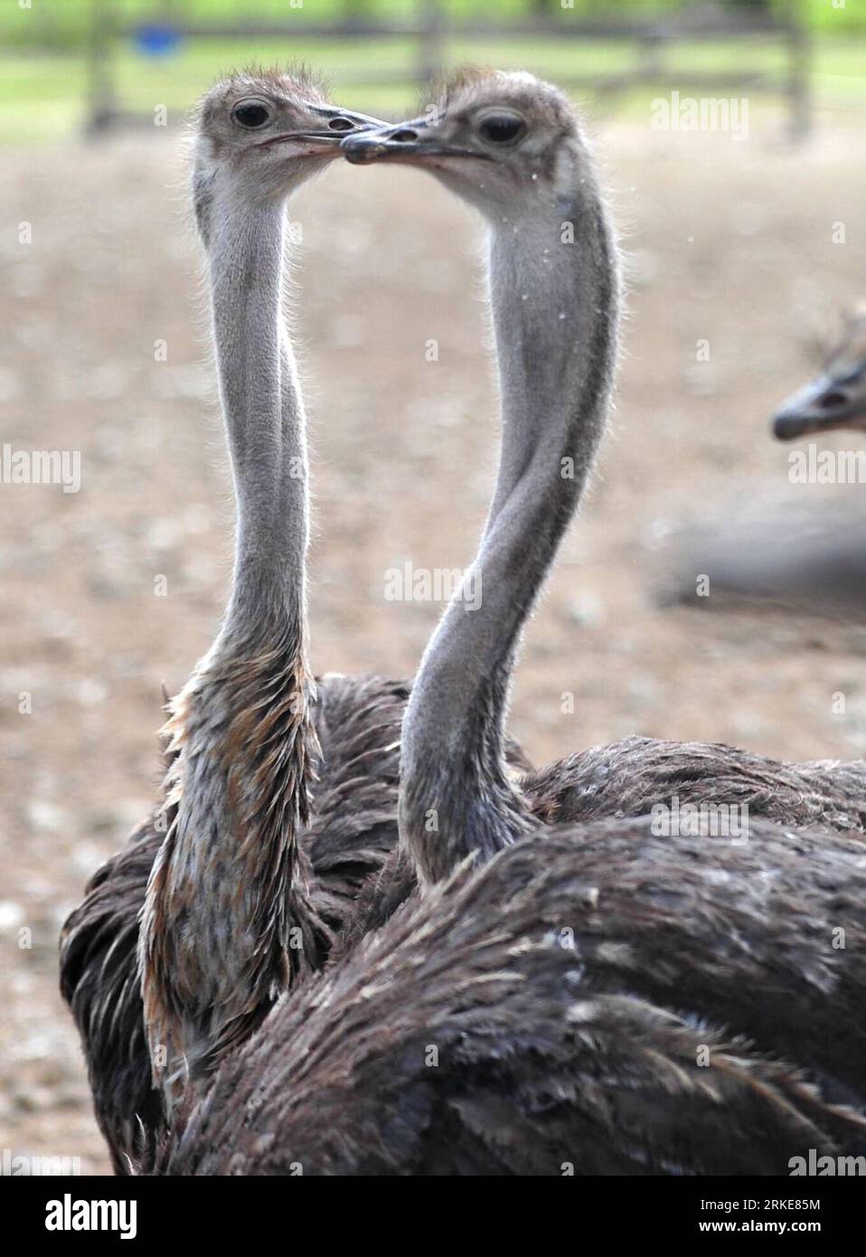 Maasai ostrich farm hi-res stock photography and images - Alamy