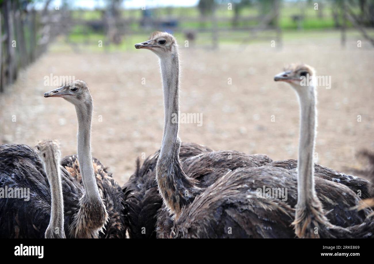 Maasai ostrich farm hi-res stock photography and images - Alamy