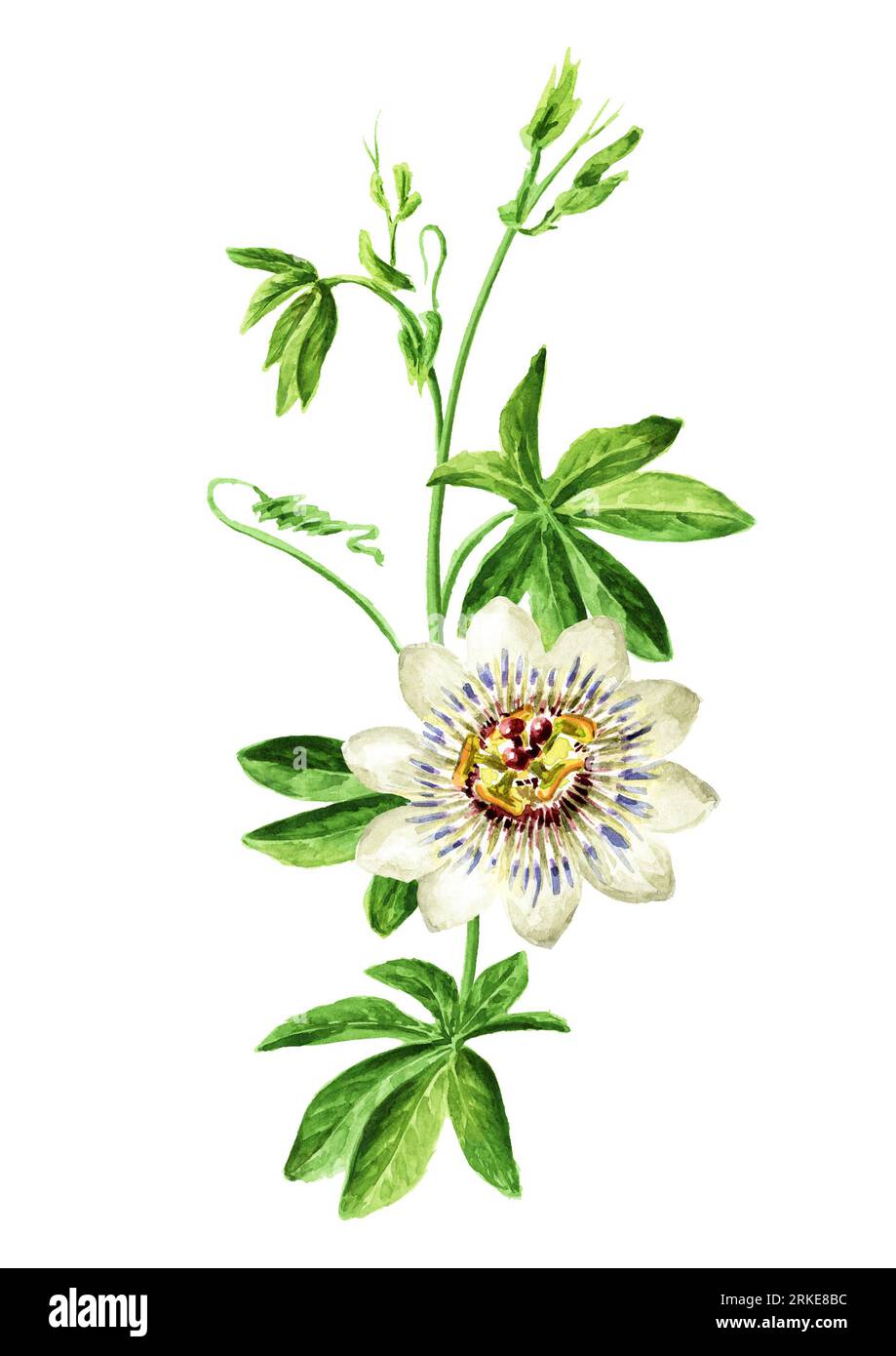 Passiflora Tropical climbing plant, Passion flower with leaves branch ...