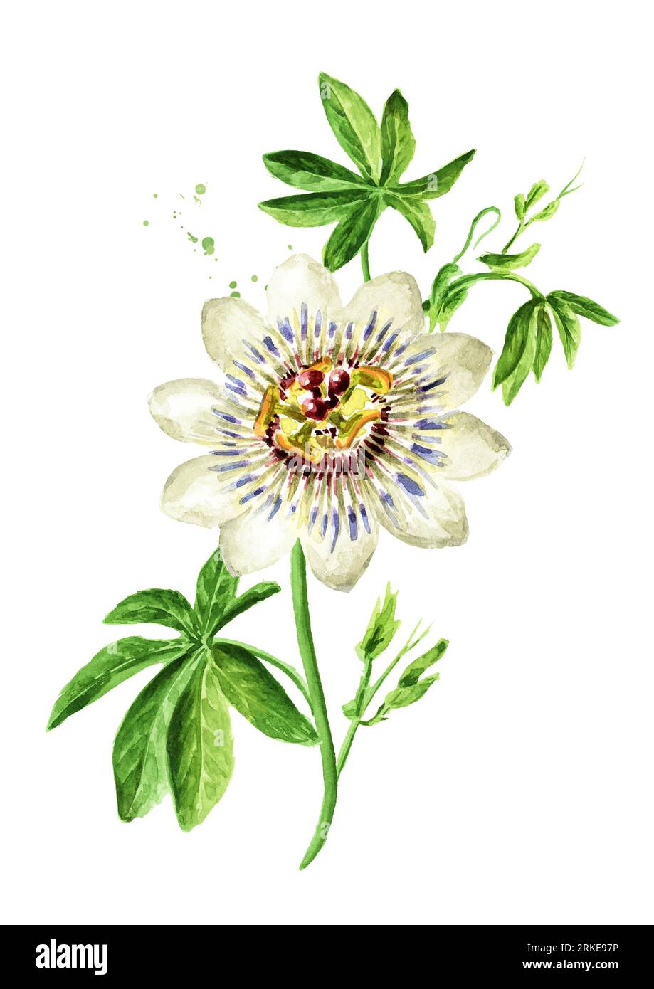 Passiflora Tropical climbing plant, Passion flower with leaves branch ...