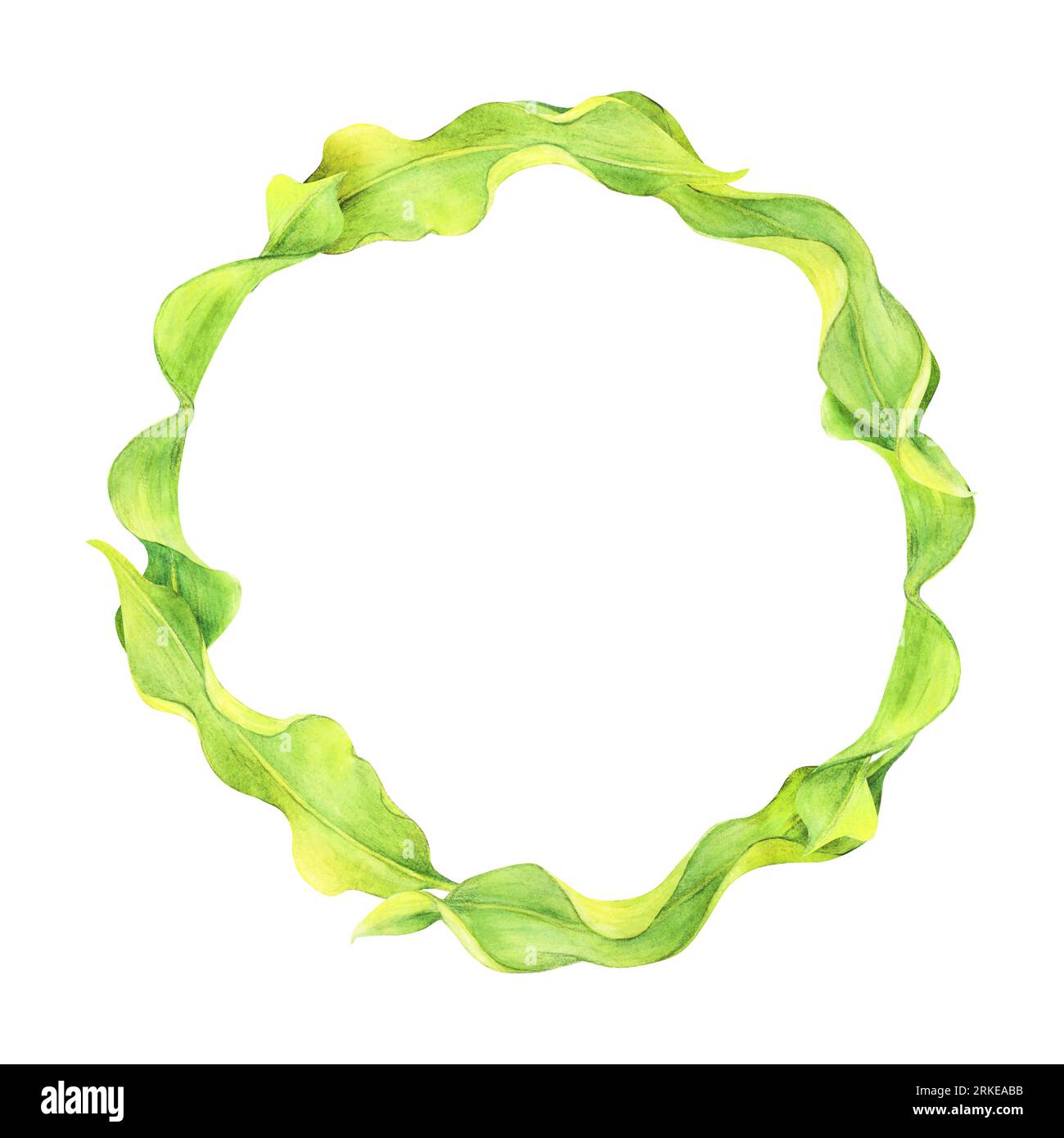 Watercolor drawing circle frame from curved ribbon algae isolated on ...