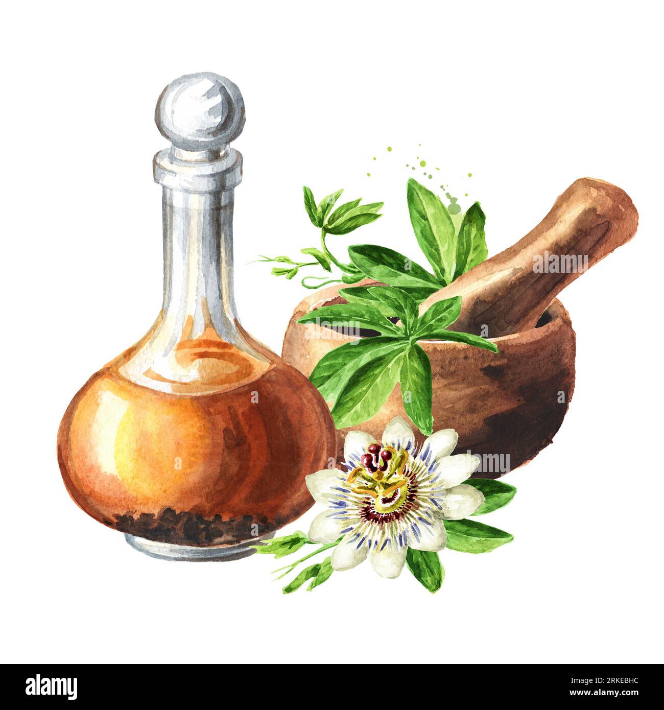 Passiflora botanical illustration Cut Out Stock Images & Pictures - Alamy
