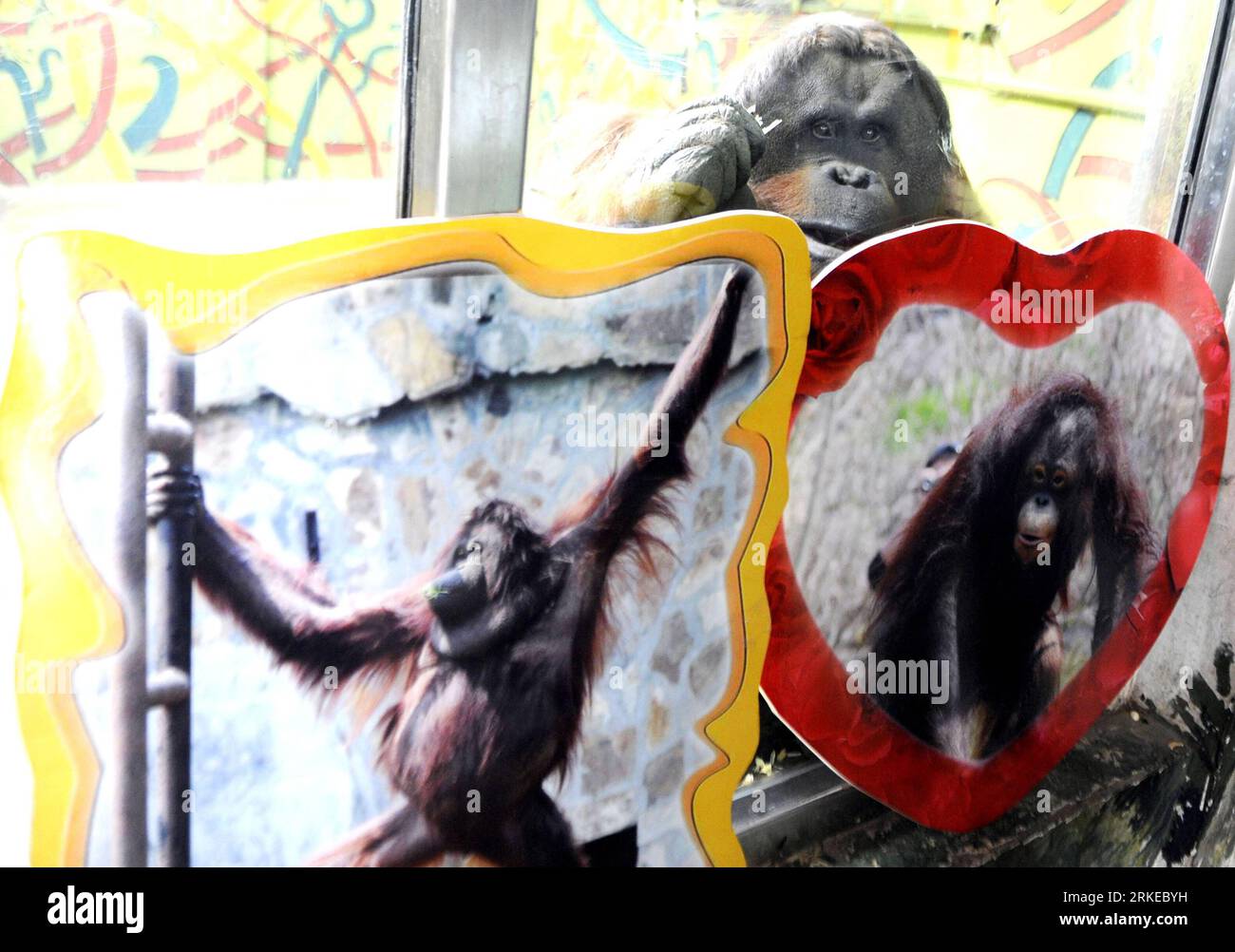 Orangutan photos hi-res stock photography and images - Alamy