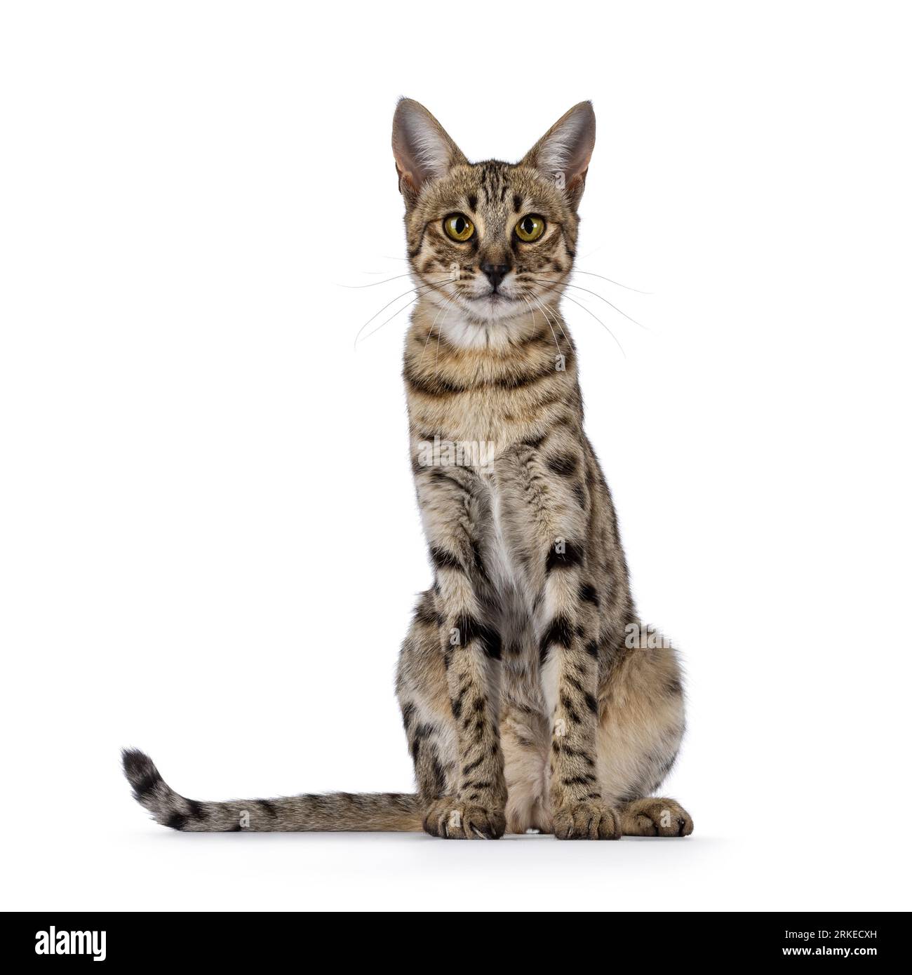 Gorgeous F6 Savannah cat, sitting up facing front. Looking straight to camera. Isolated on a ...