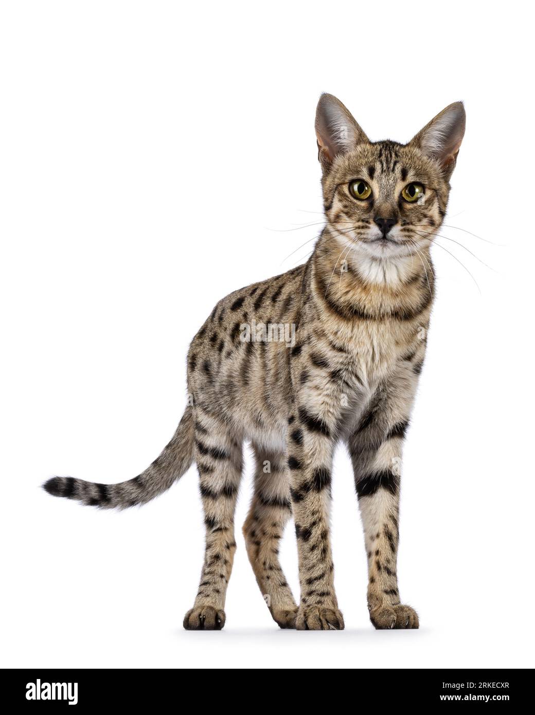Gorgeous F6 Savannah cat, standing facing front. Looking straight to ...