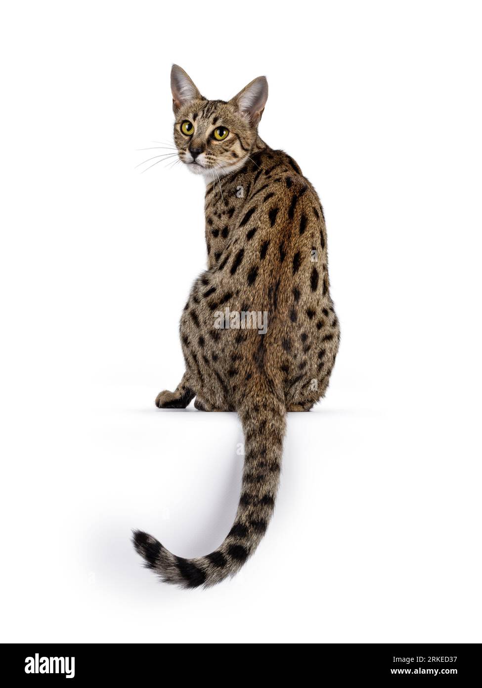 Gorgeous F6 Savannah cat, sitting backwards on edge. Looking over ...