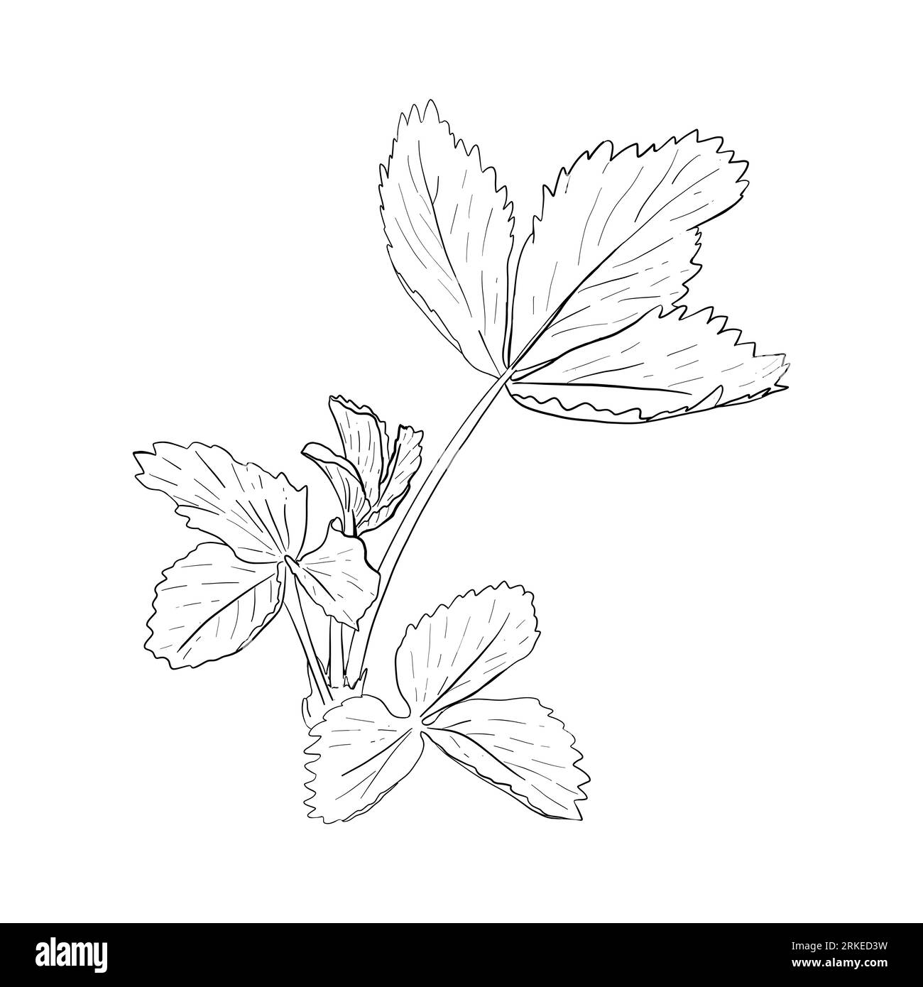 Vector, line illustration of strawberry leaf, strawberry hand drawn ...