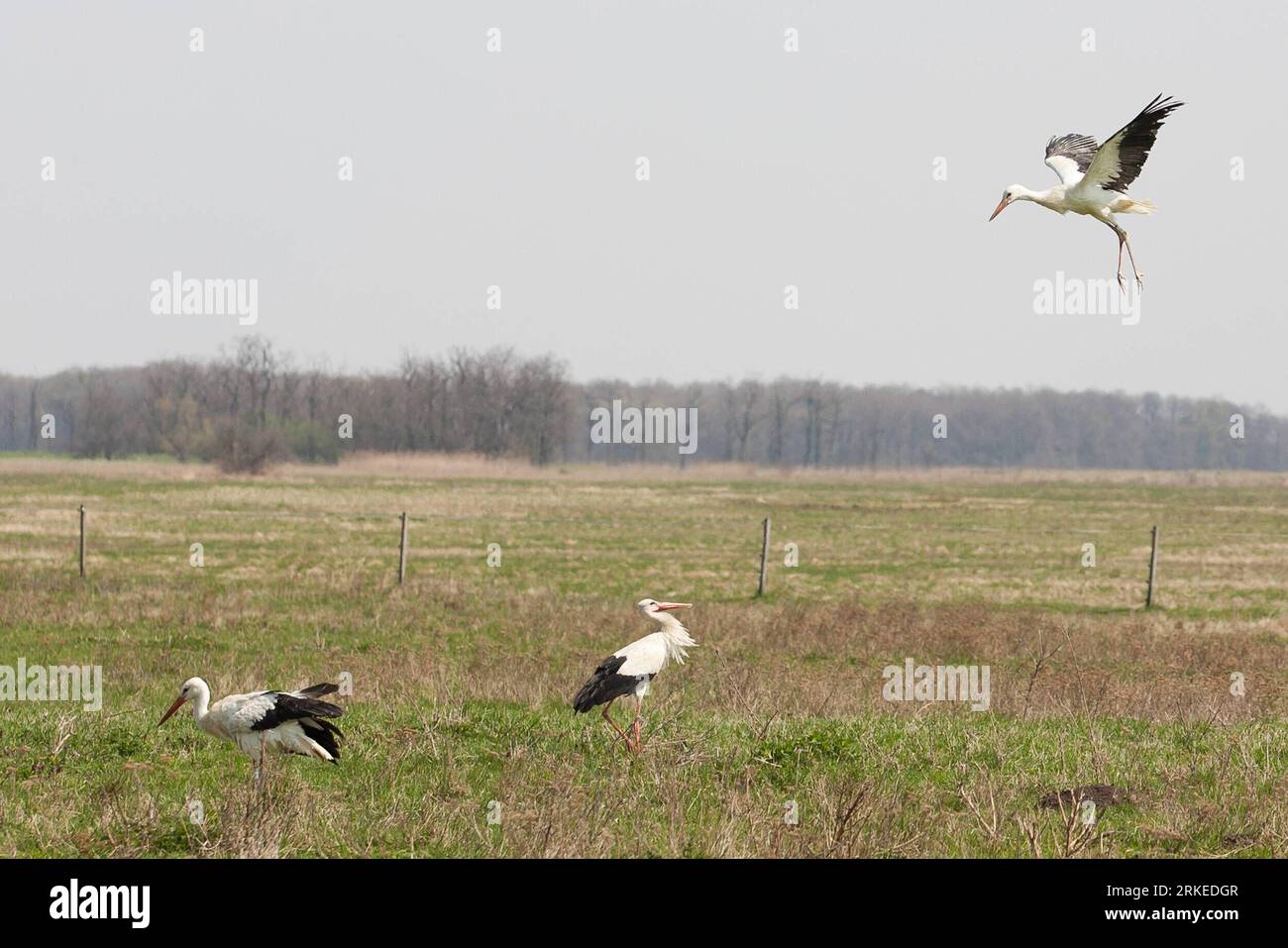 Tiere budapest zoo hi-res stock photography and images - Alamy