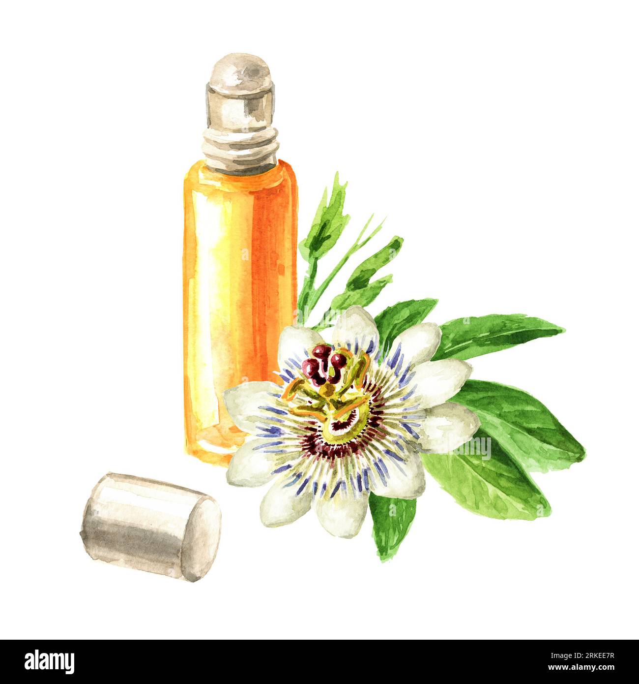 Passiflora botanical illustration Cut Out Stock Images & Pictures - Alamy