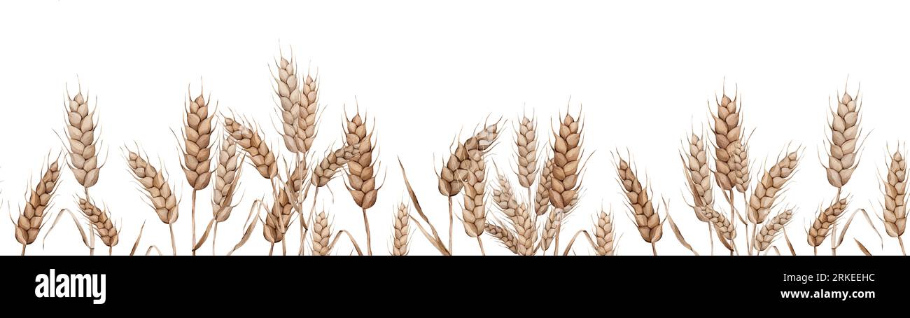 Seamless border of Ears of wheat. Autumn harvest, crops. Watercolor ...