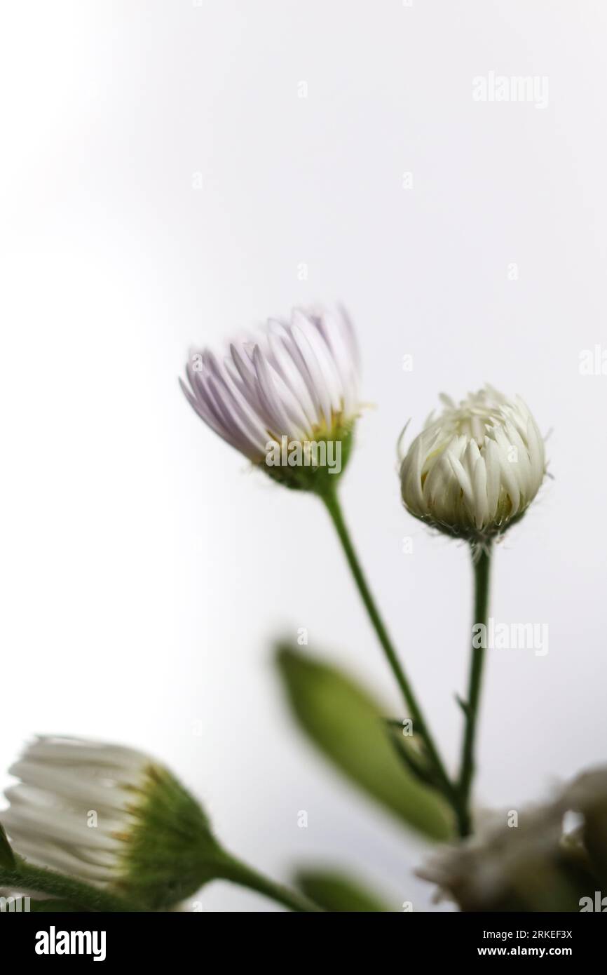 macro of wildflowers on a white background Stock Photo - Alamy