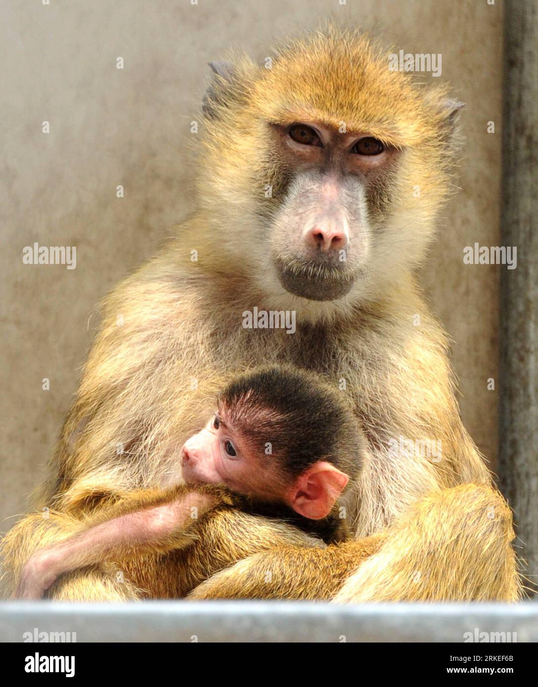 Zoo baboo hi-res stock photography and images - Alamy