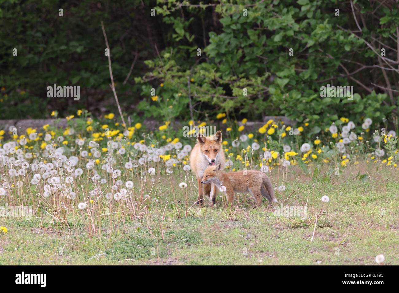 Ezo red foxes hi-res stock photography and images - Alamy