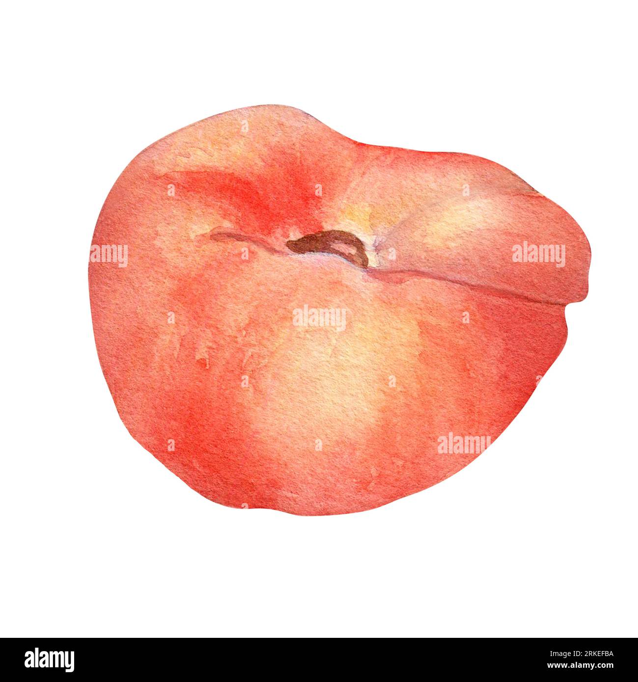 Chinese flat fig peach pink watercolor illustration isolated on white ...