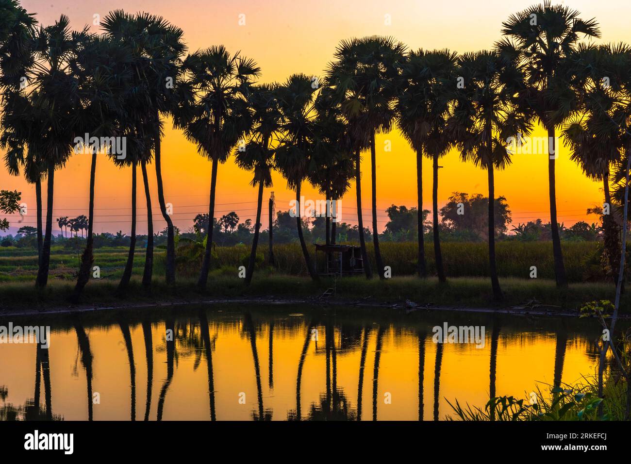 The morning atmosphere as the sun rises with the silhouettes of rows of ...