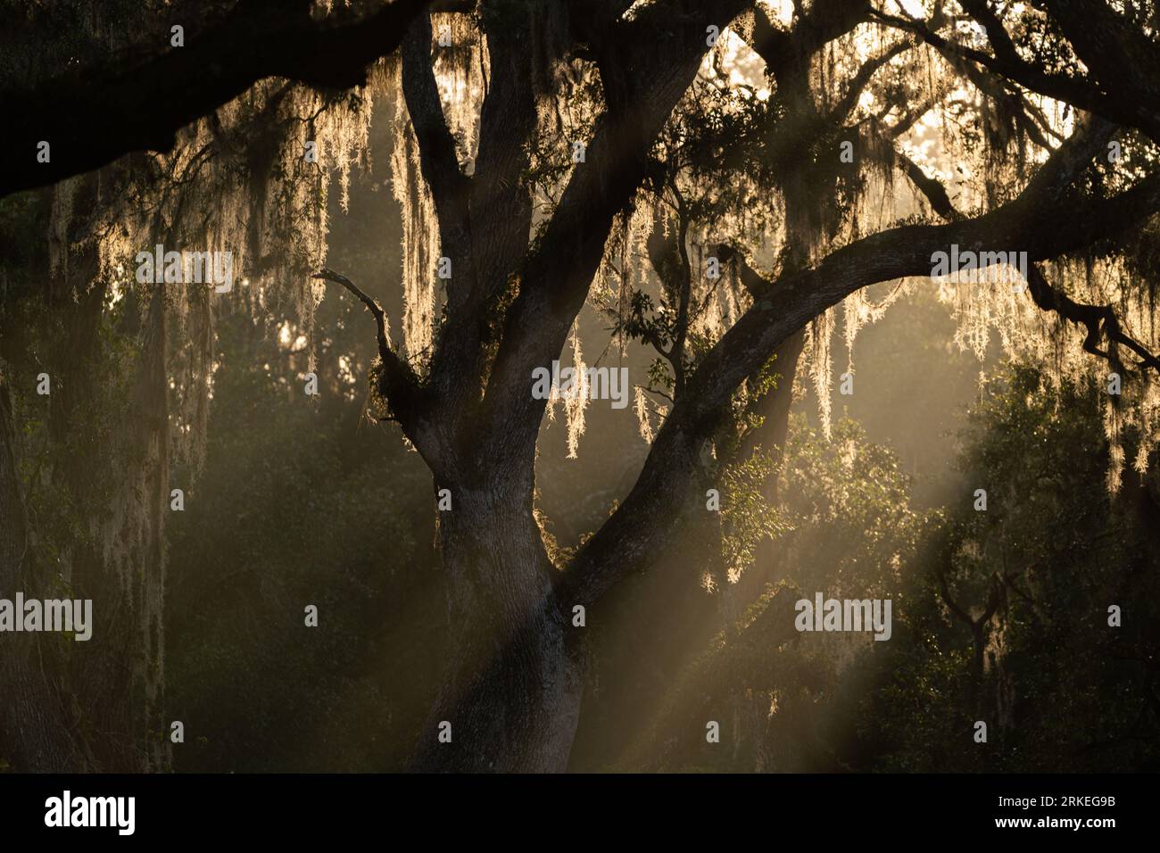 A majestic, grand oak tree illuminated by sunlight Stock Photo - Alamy