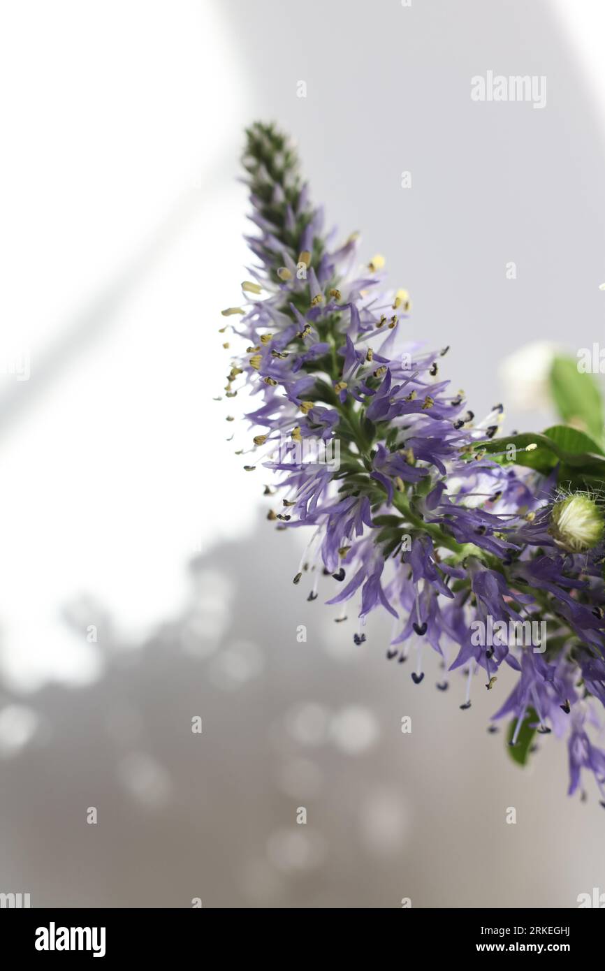 Macro small lilac flower in hi-res stock photography and images - Alamy