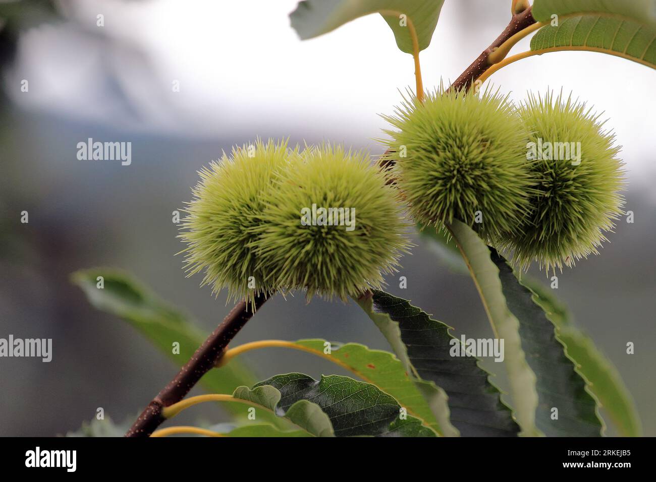 Green Fruits of Chestnut Tree on the branch Stock Photo - Alamy