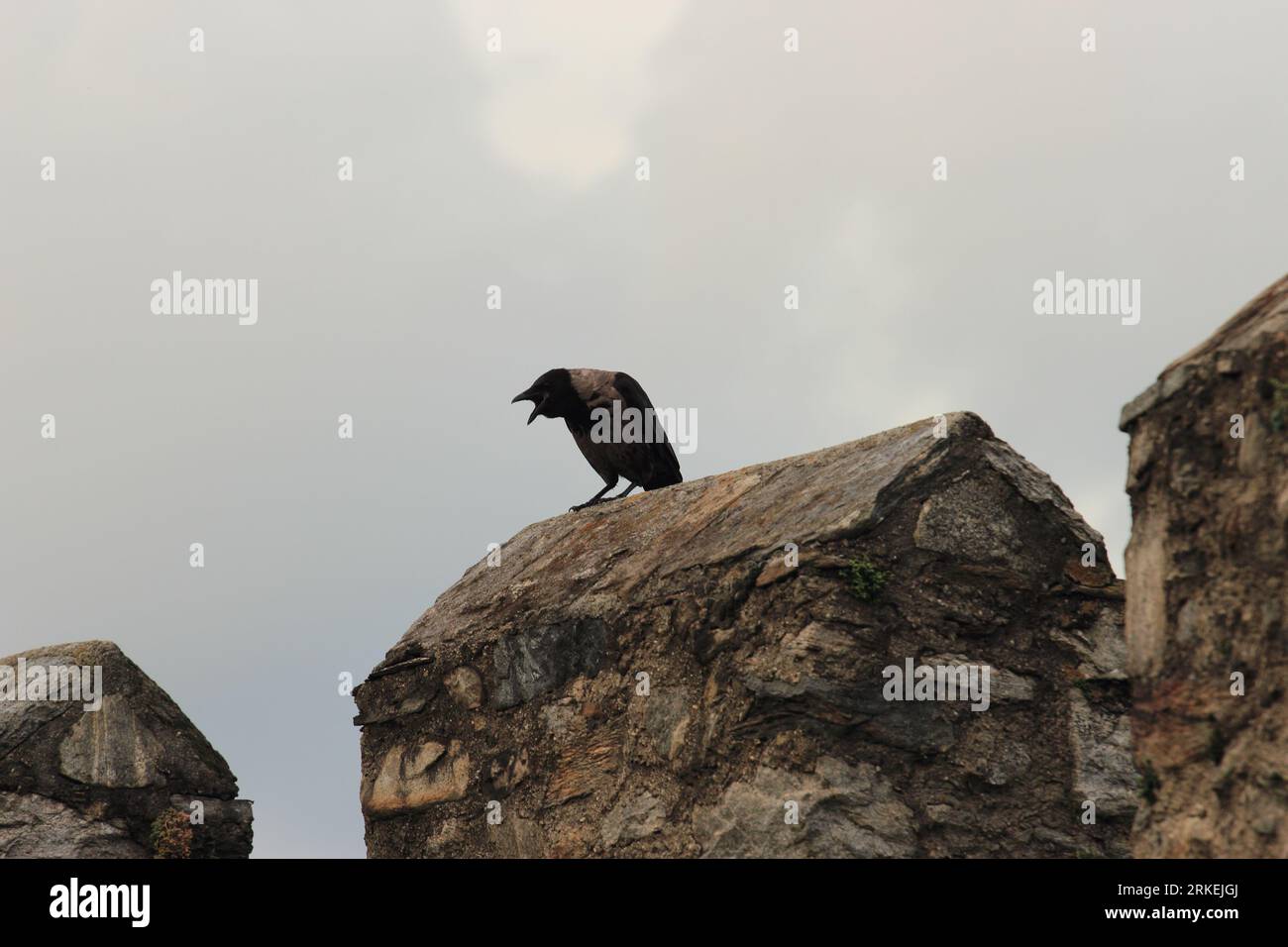 crow on medieval walls in Bellinzona, Switzerland Stock Photo - Alamy