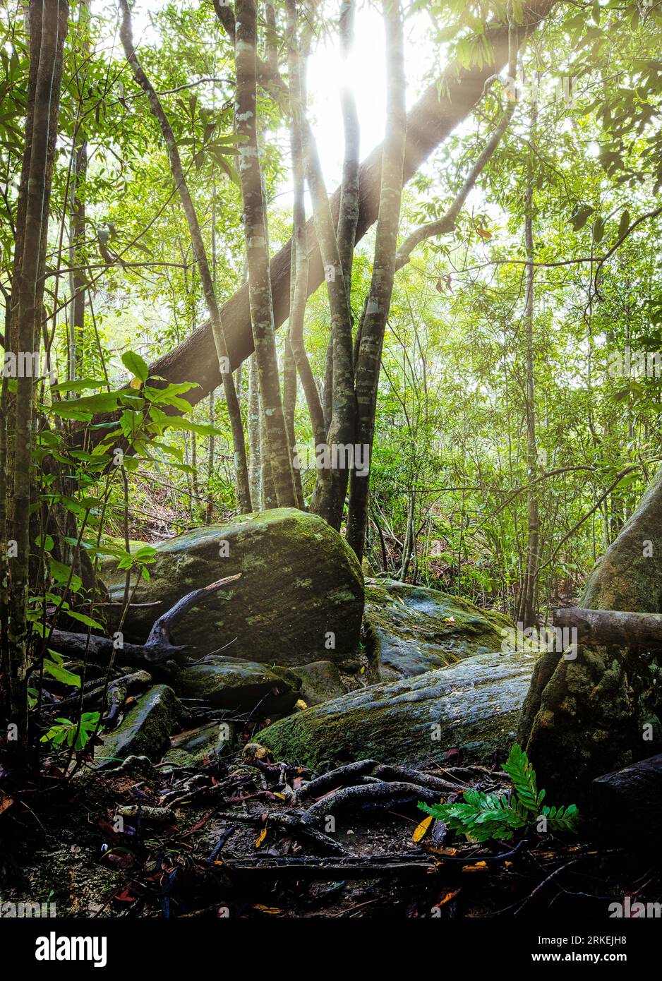 Subtropical Rainforest in Australian National Park Stock Photo - Alamy