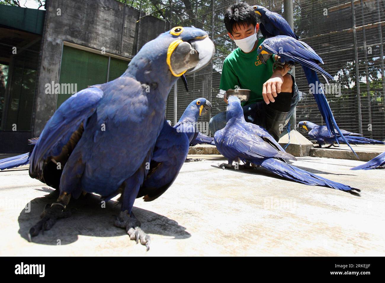 Avicultural hi-res stock photography and images - Alamy