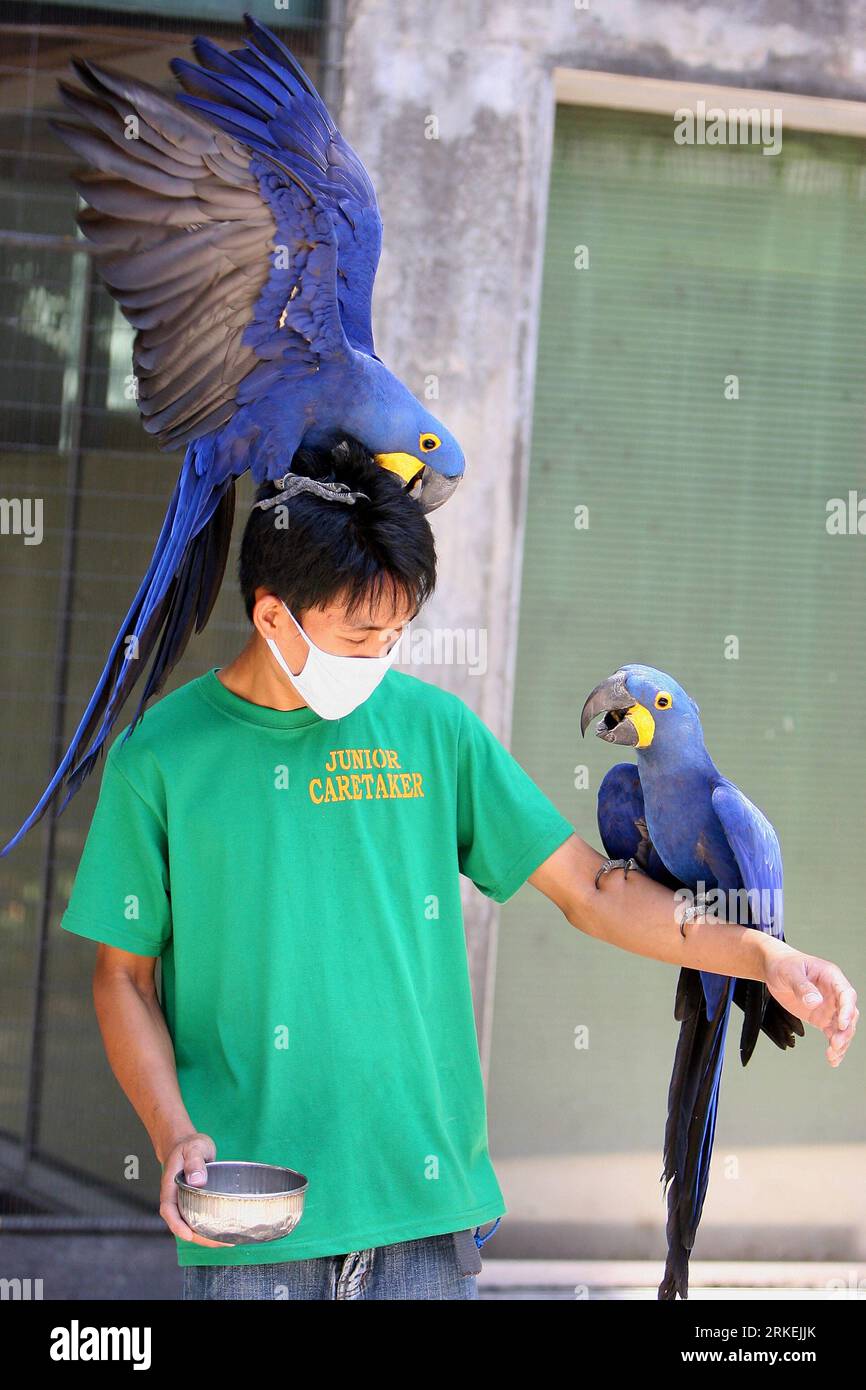 Rare macaws hi-res stock photography and images - Alamy