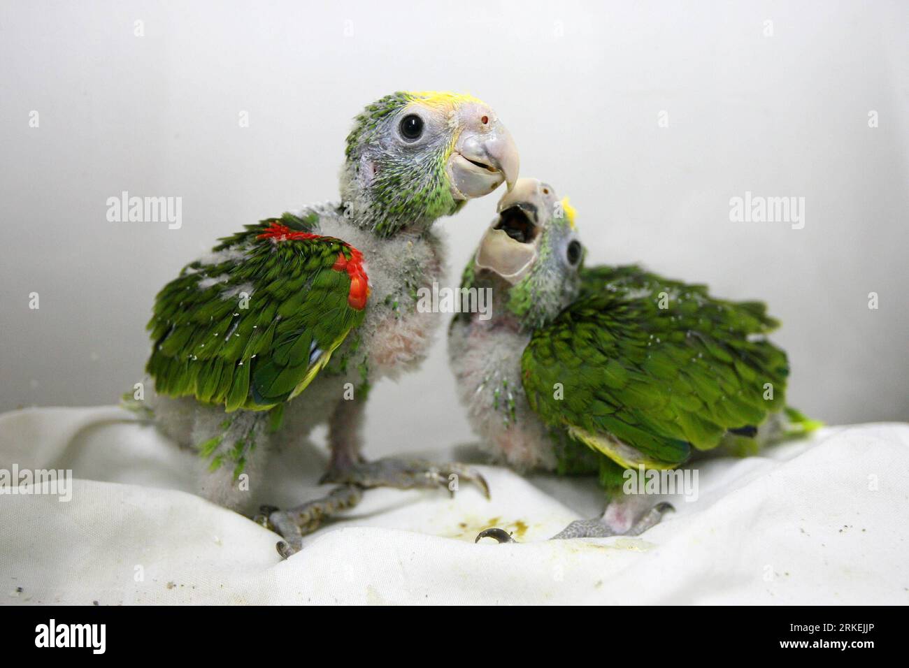 Avicultural hi-res stock photography and images - Alamy