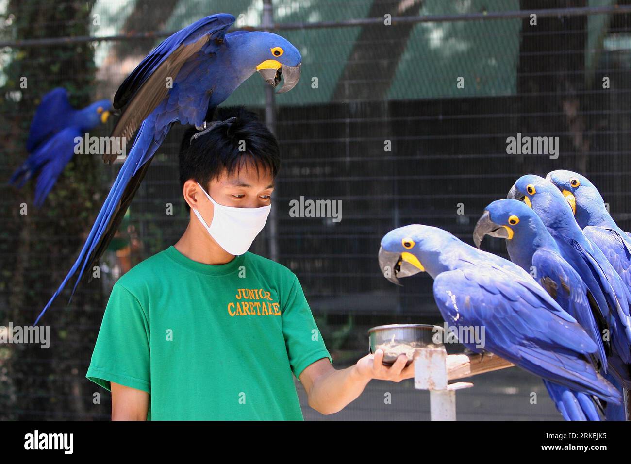 3 macaws hi-res stock photography and images - Alamy